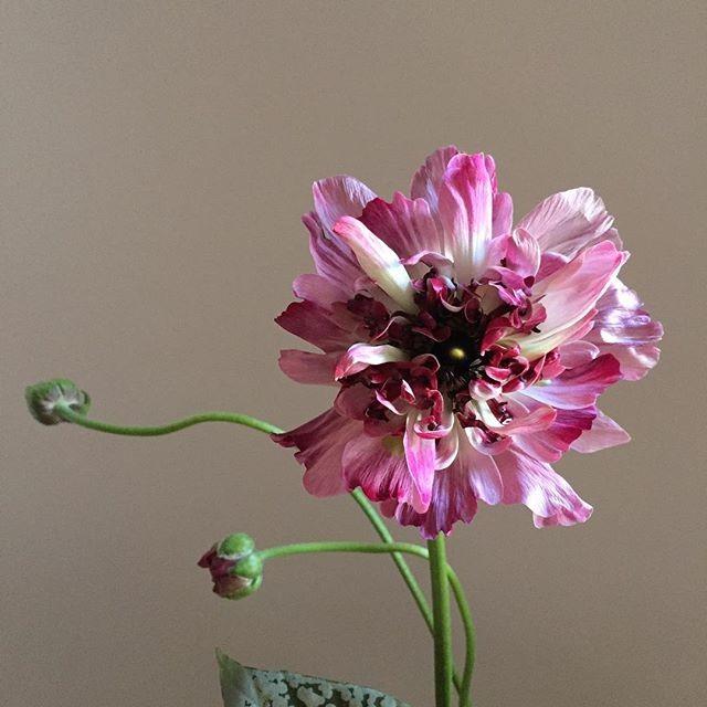 Bouquet/Flower - Ariel Dearie Flowers #2805935 - Weddbook